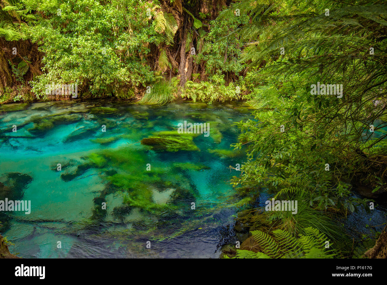 Blue Spring, the cleanest river in New Zealand, Te Waihou Walkway ...