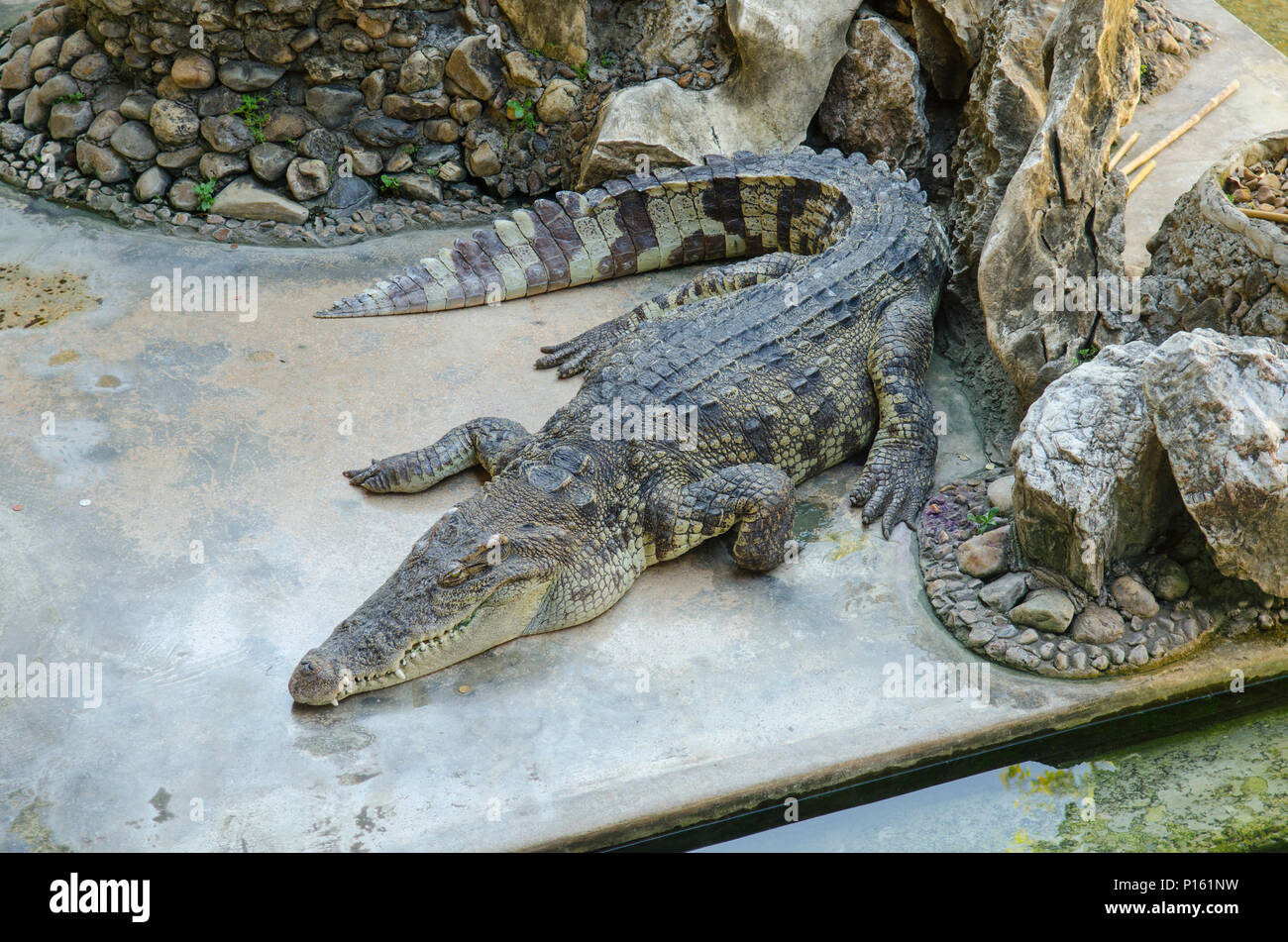 Crocodile in Thailand Farm Stock Photo - Alamy