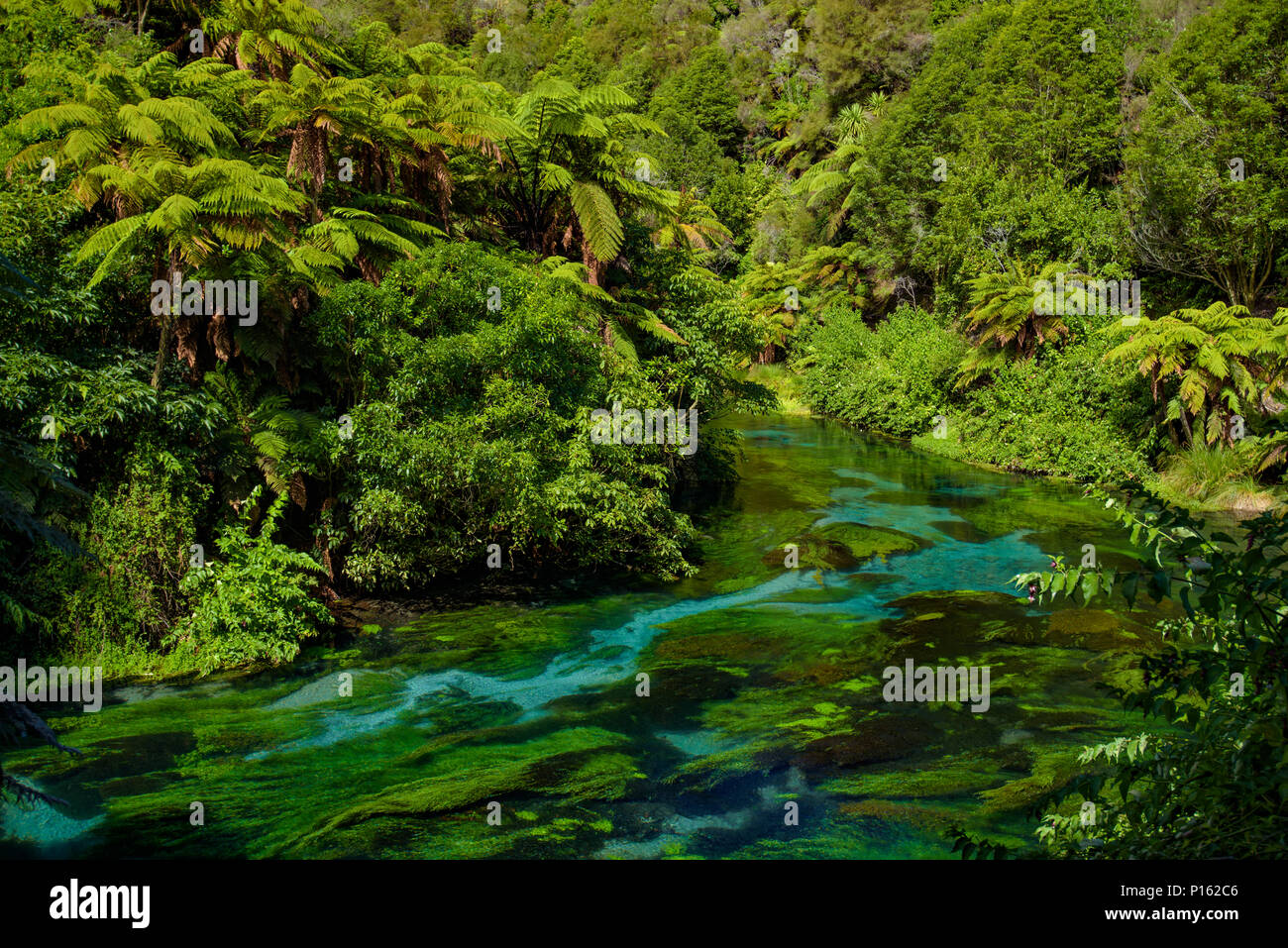 Blue Spring, the cleanest river in New Zealand, Te Waihou Walkway ...