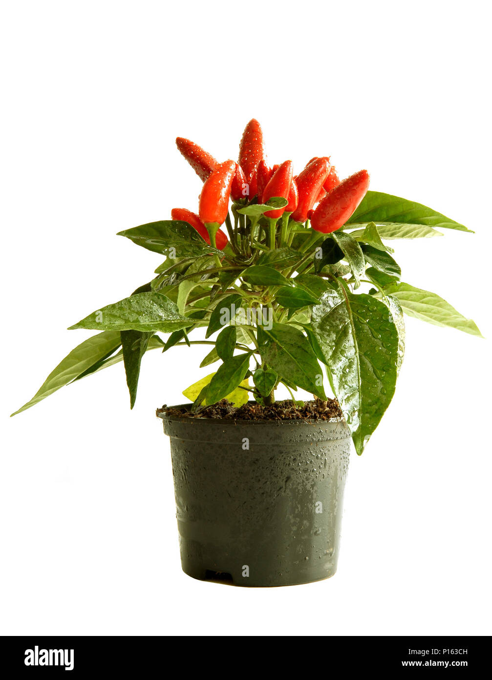 Wet Chili Paprika Plant Stock Photo - Alamy