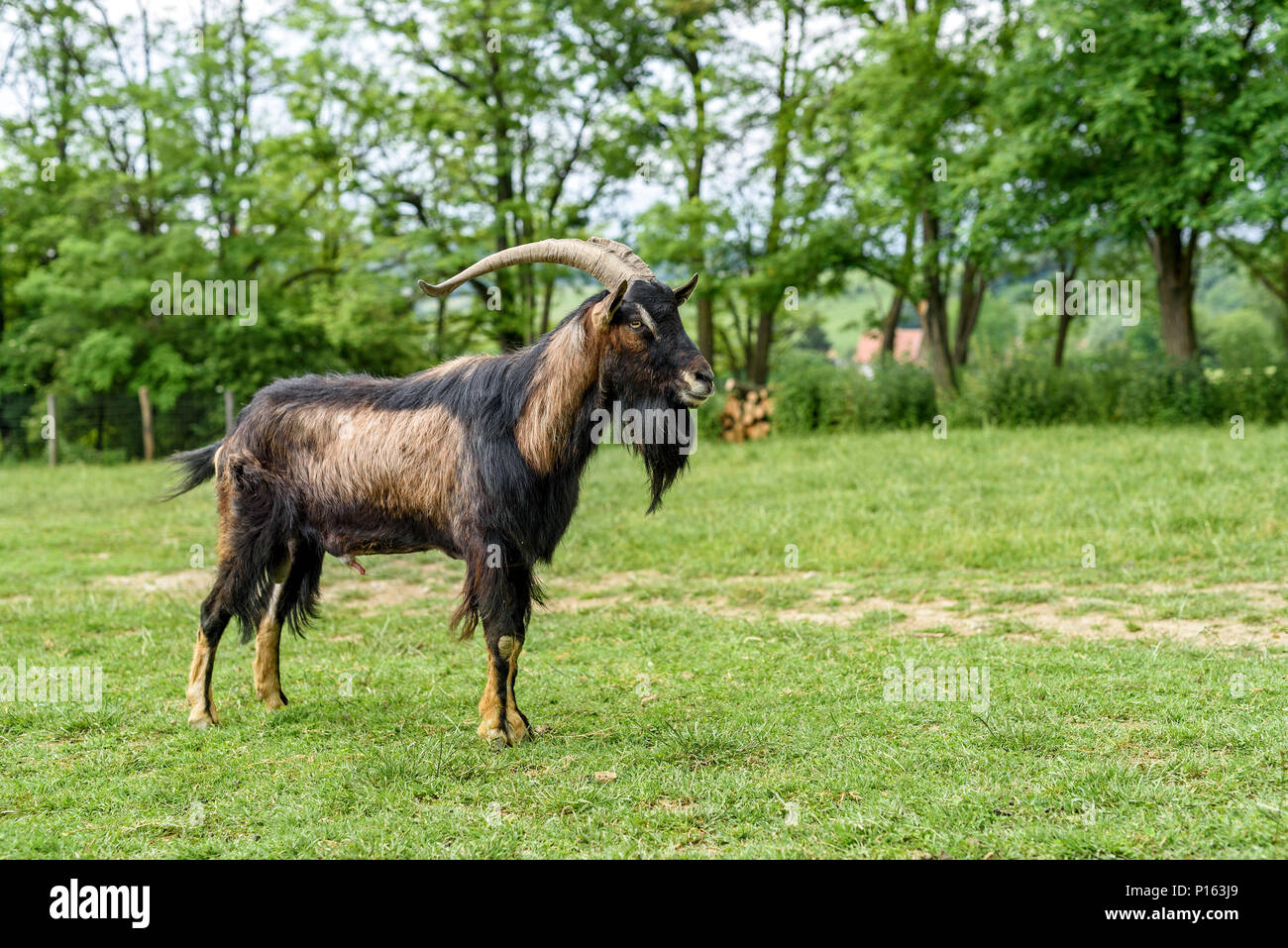 Arapawa goat hi-res stock photography and images - Alamy