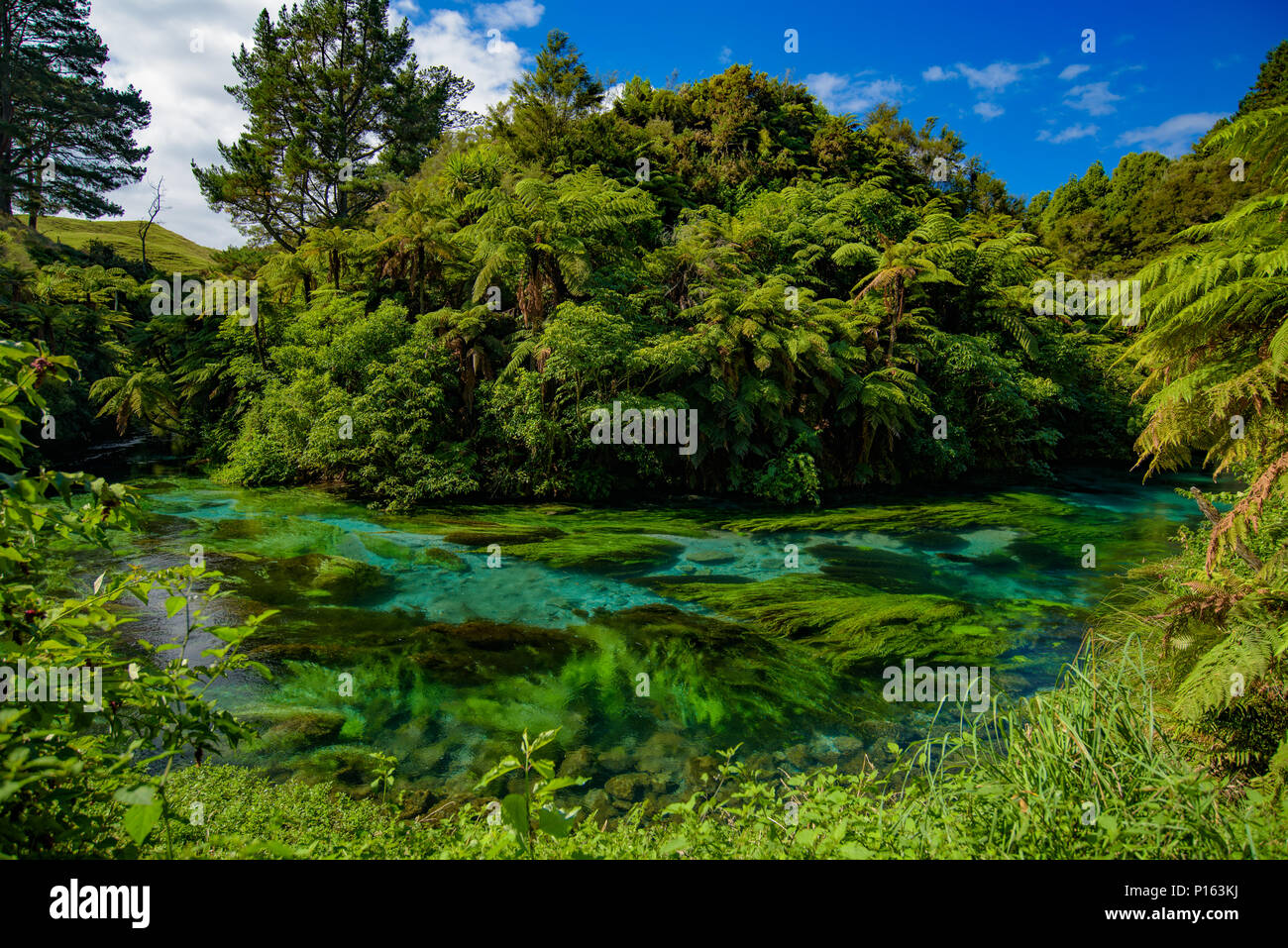 Blue Spring, the cleanest river in New Zealand, Te Waihou Walkway ...