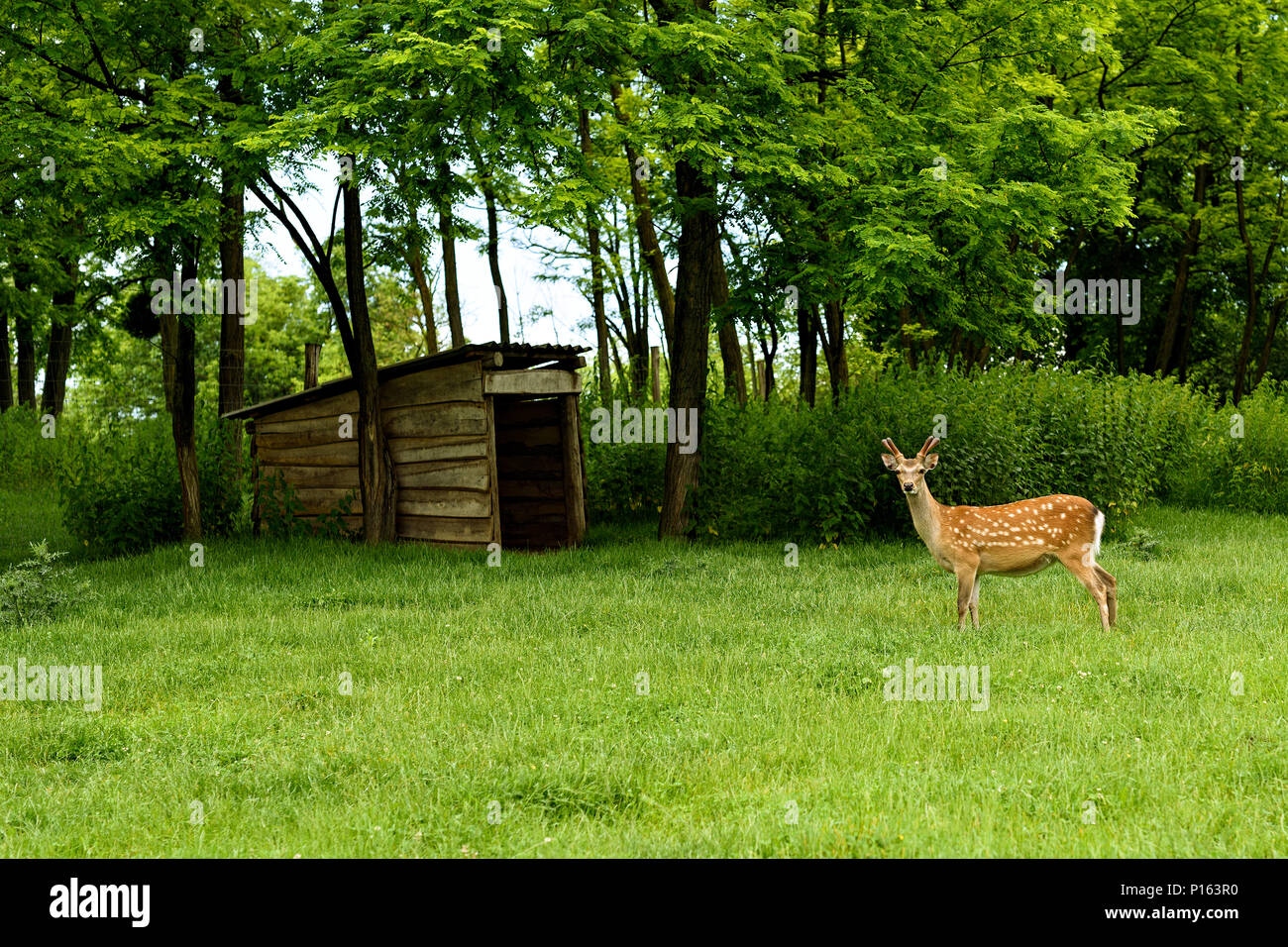 Fallow deer (Dama dama) in a spring forest Stock Photo - Alamy