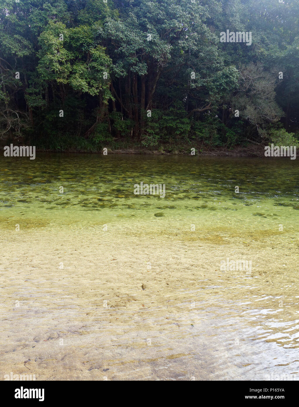 Clean river and rainforest, Goldsborough Valley, Wooroonooran National ...