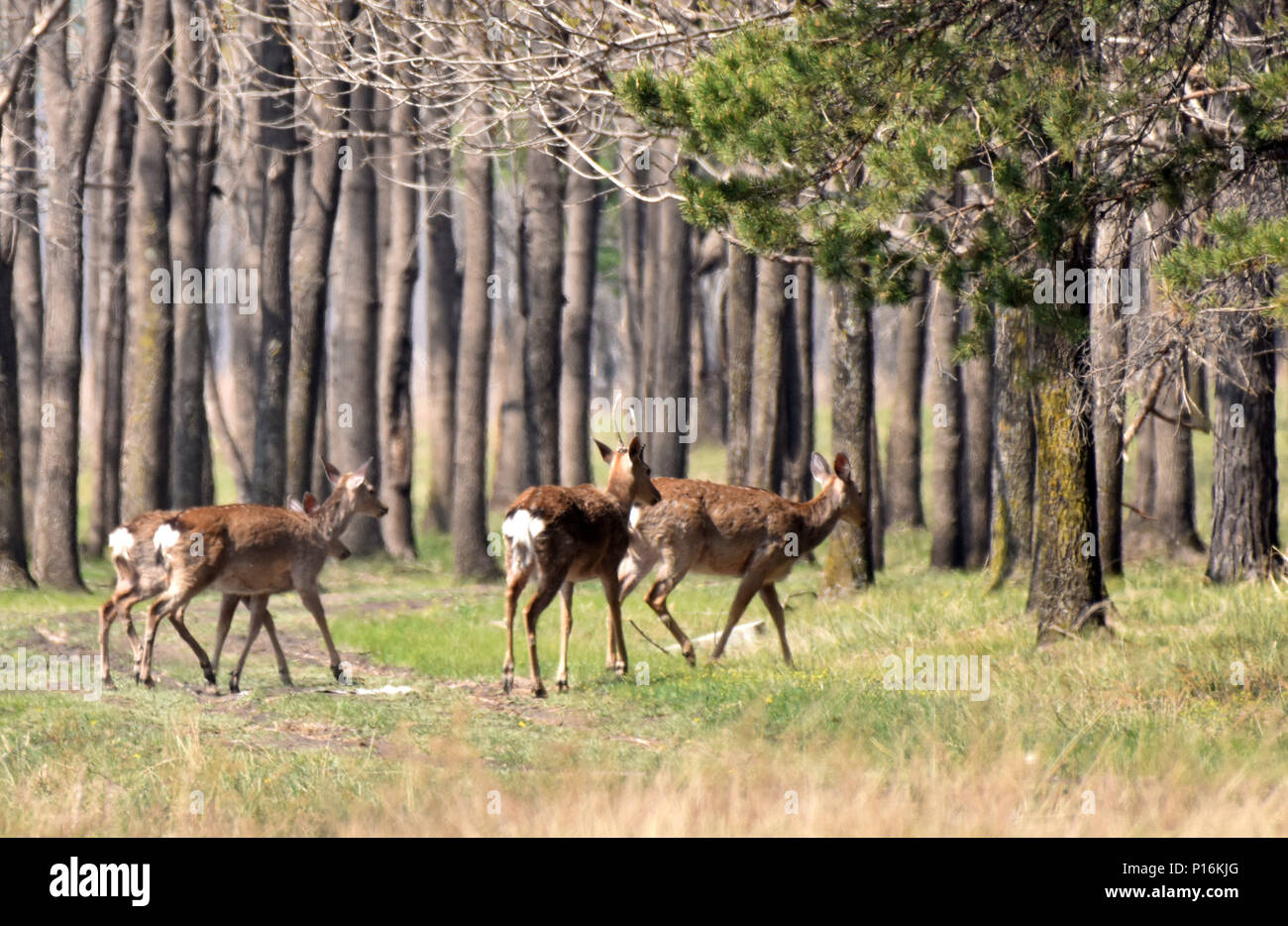 Cervus nippon china hi-res stock photography and images - Alamy