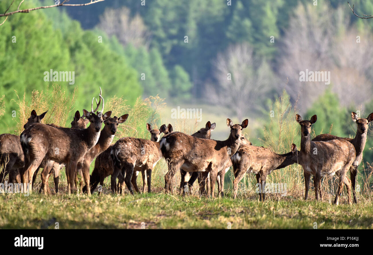 Cervus nippon china hi-res stock photography and images - Alamy