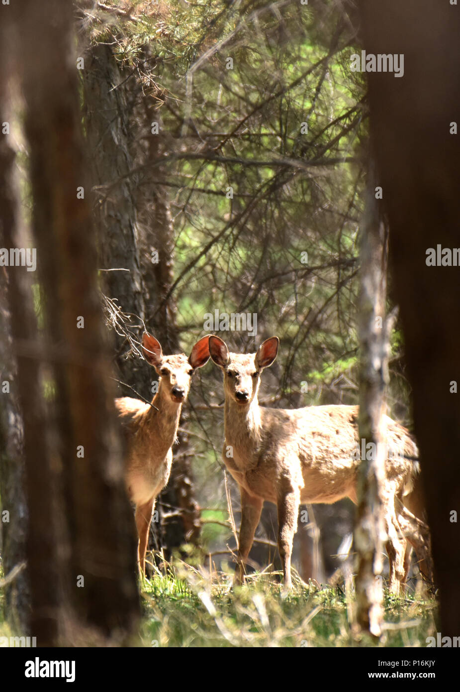Native japanese deer hi-res stock photography and images - Alamy