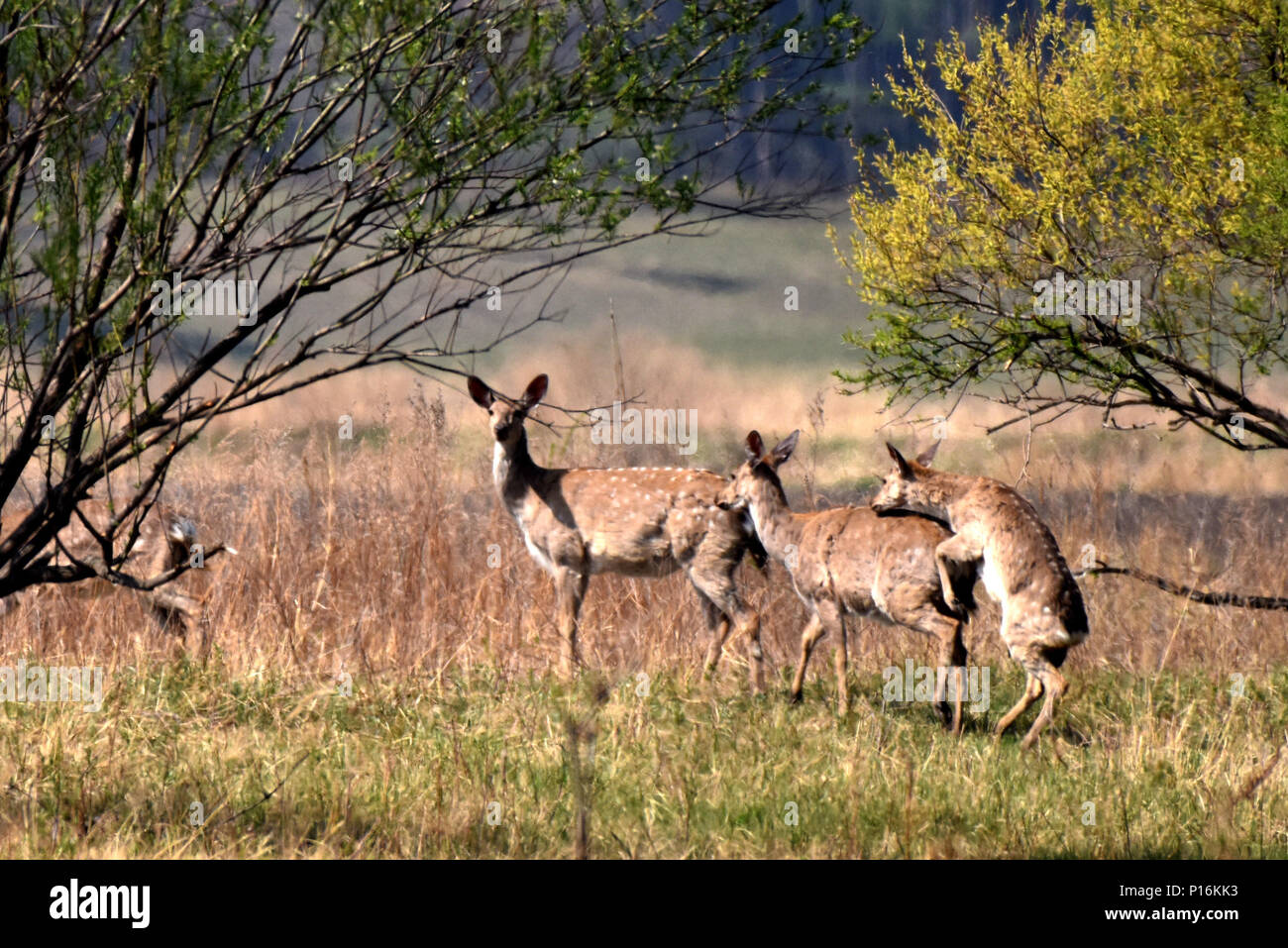 Cervus nippon china hi-res stock photography and images - Alamy
