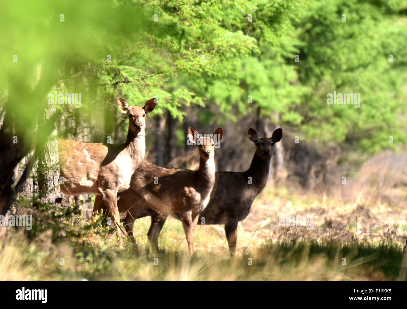 Cervus nippon china hi-res stock photography and images - Alamy