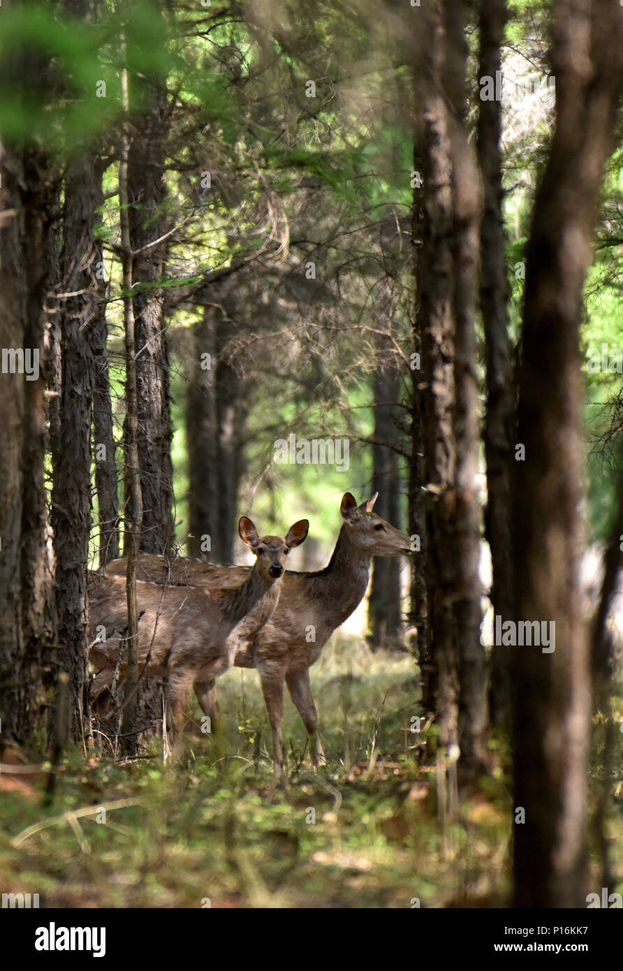 Qiqihar, Qiqihar, China. 11th June, 2018. Qiqihar, CHINA- Sika deer in ...