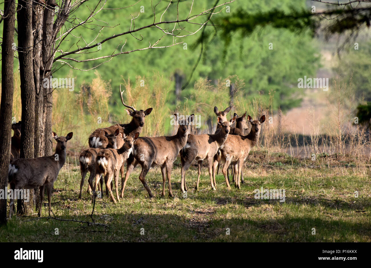 Qiqihar, Qiqihar, China. 11th June, 2018. Qiqihar, CHINA- Sika deer in ...