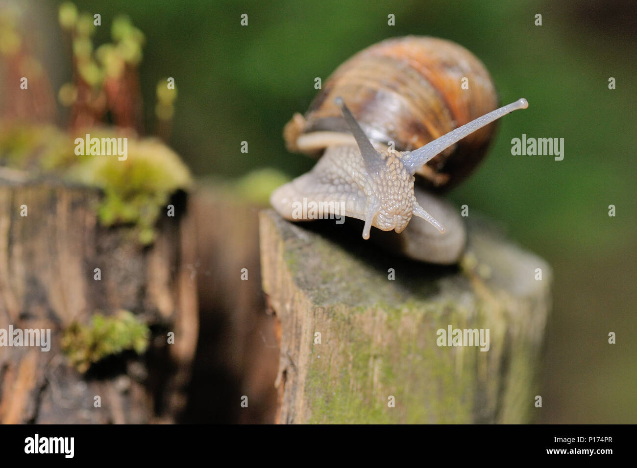 Snail pomatia (Helix pomatia Stock Photo - Alamy