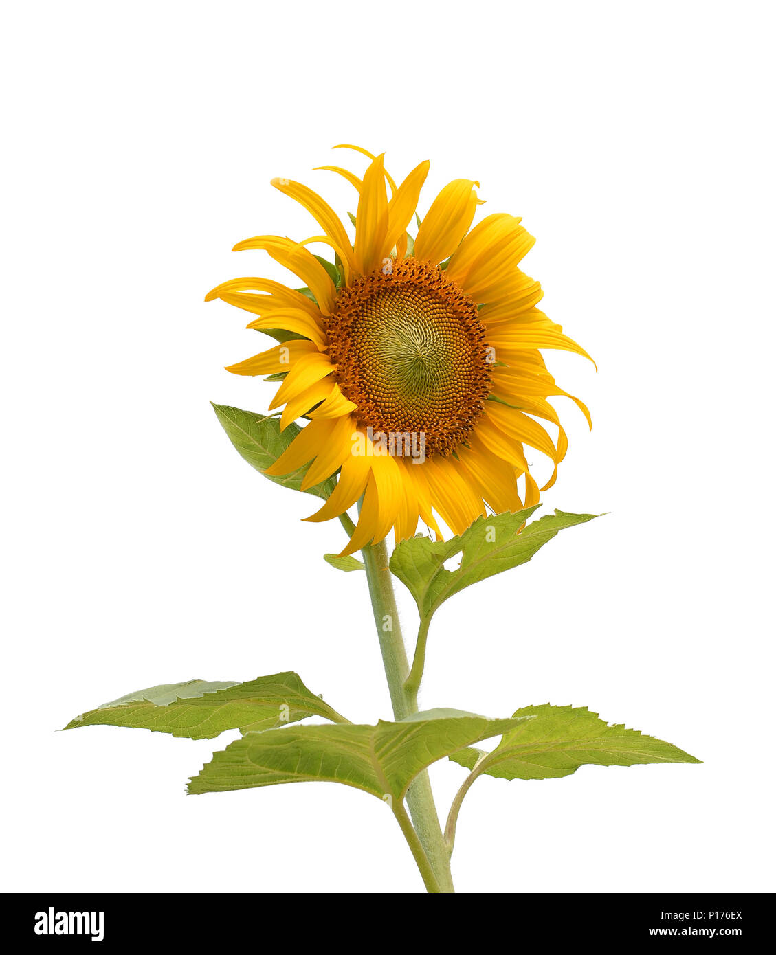 Sunflower isolated on white background Stock Photo - Alamy