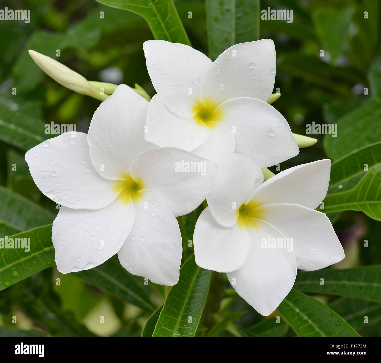 Tropical flowers frangipani Stock Photo - Alamy