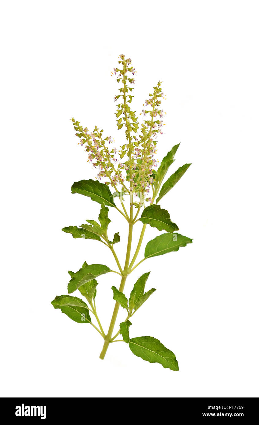 Holy basil plant Cut Out Stock Images & Pictures - Alamy