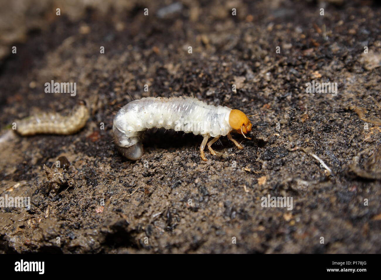 Curl Grub larvae of the cockchafer beetle Stock Photo - Alamy
