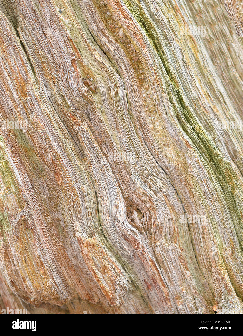 texture of bark wood use as natural background Stock Photo - Alamy