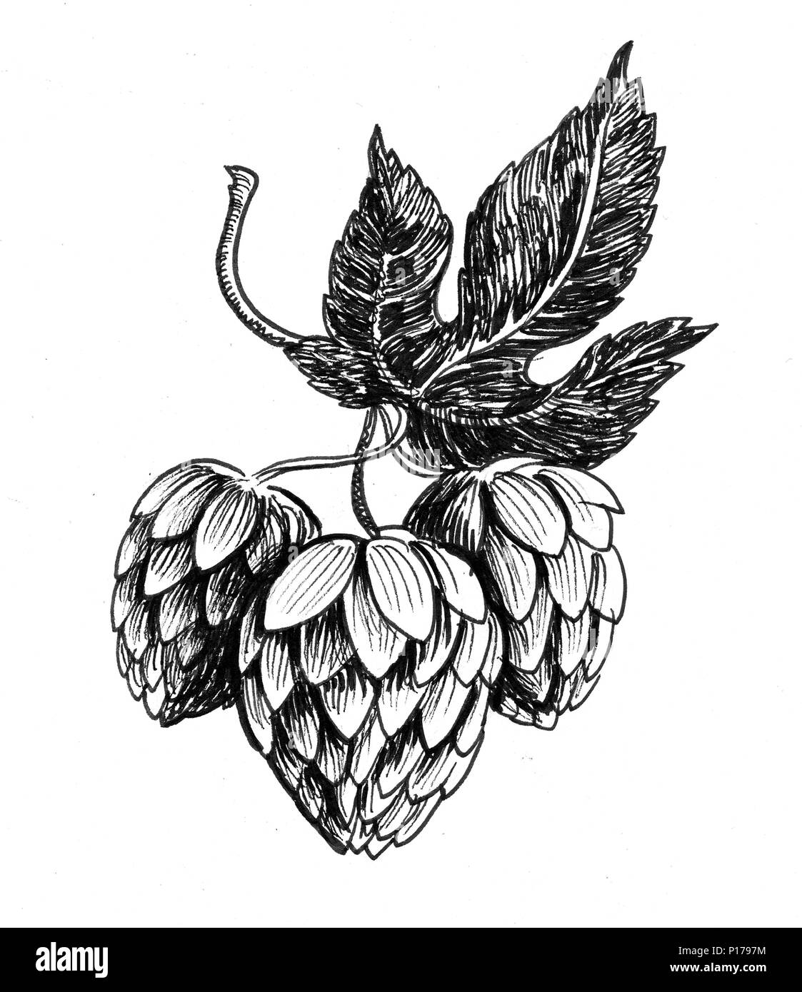 Hops Illustration