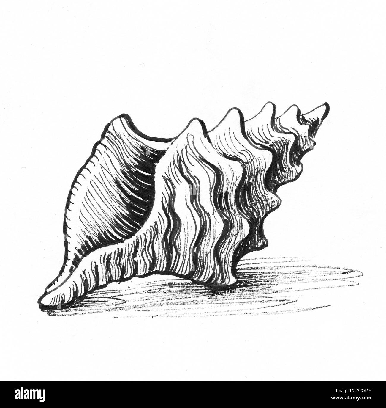 Seashell. Ink black and white illustration Stock Photo - Alamy