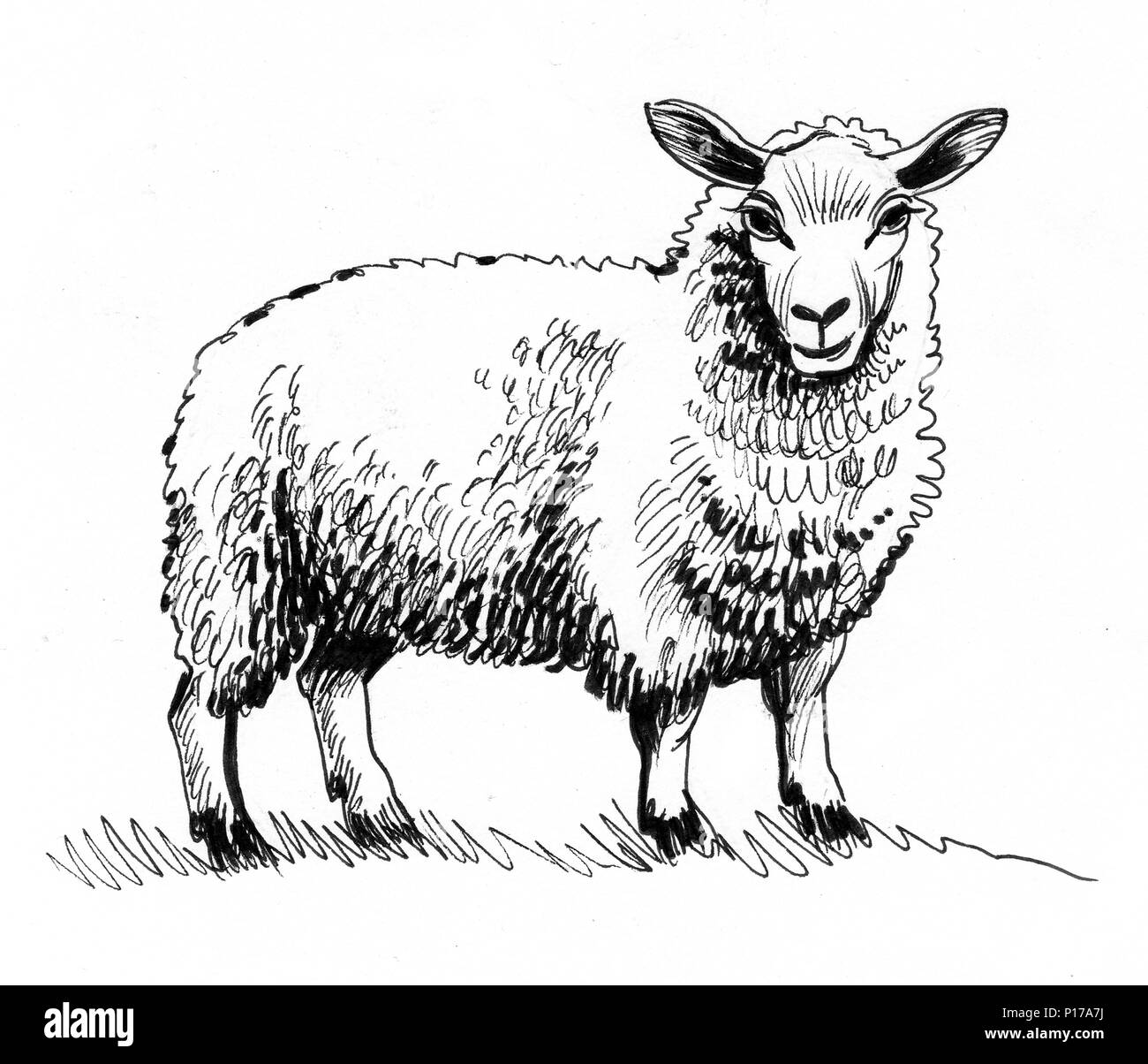 Sheep. Ink black and white illustration Stock Photo - Alamy