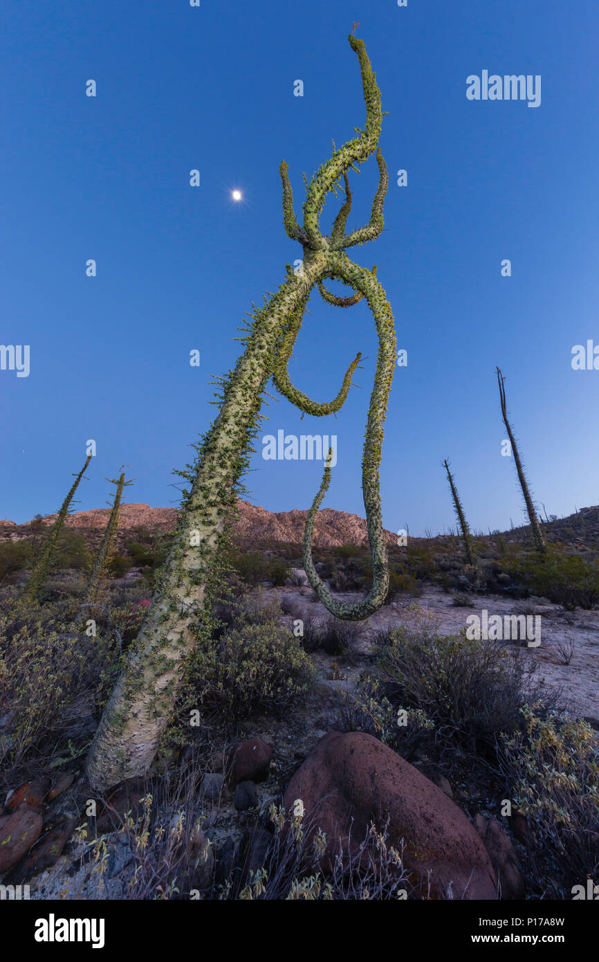 Boojum tree under a full moon, also called Cirio, Fouquieria columnaris ...