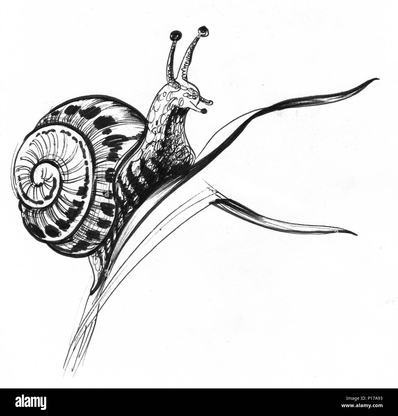 Snail Pencil Sketch