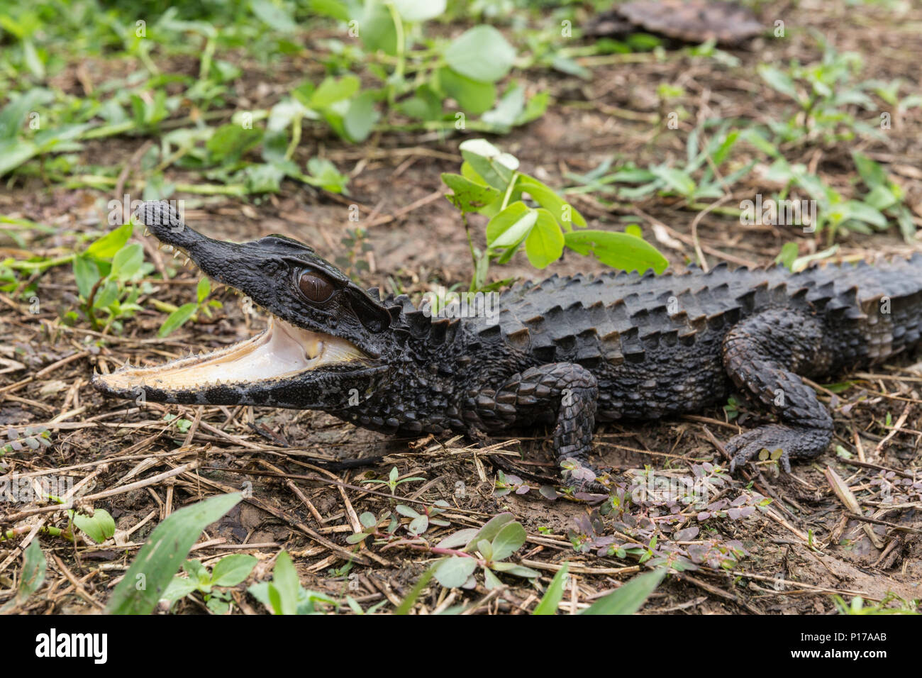 Schneider's dwarf caiman peru hi-res stock photography and images - Alamy