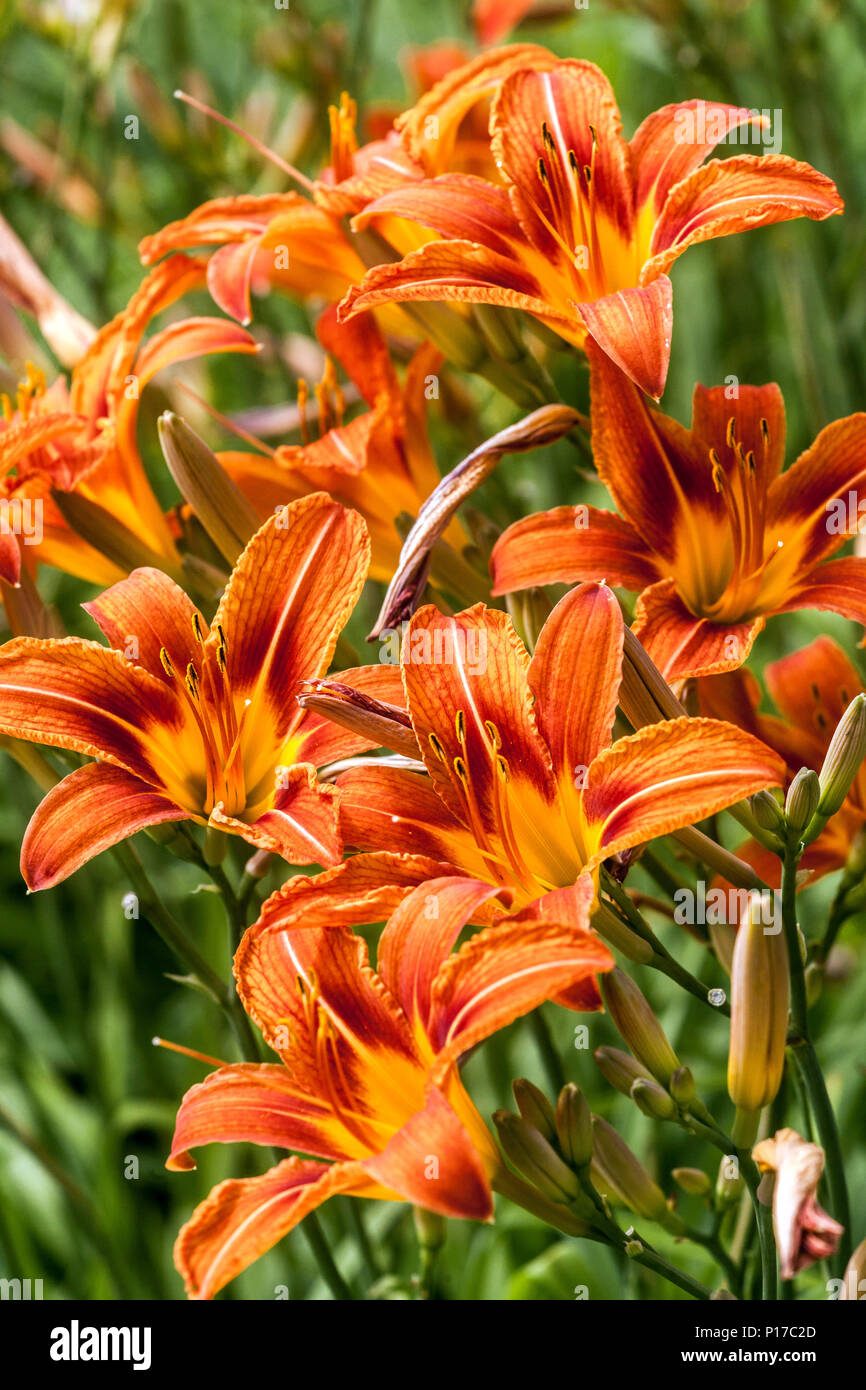 Hemerocallis fulva hi-res stock photography and images - Alamy