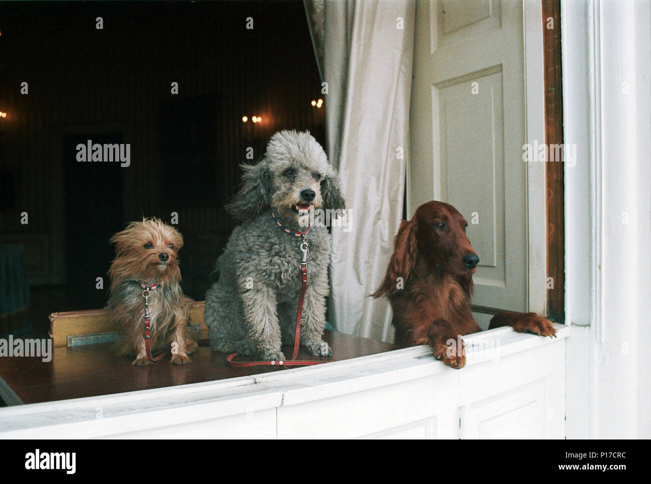 "The First Dogs": Pasha, Vicki, and King Timahoe (from left Stock Photo ...