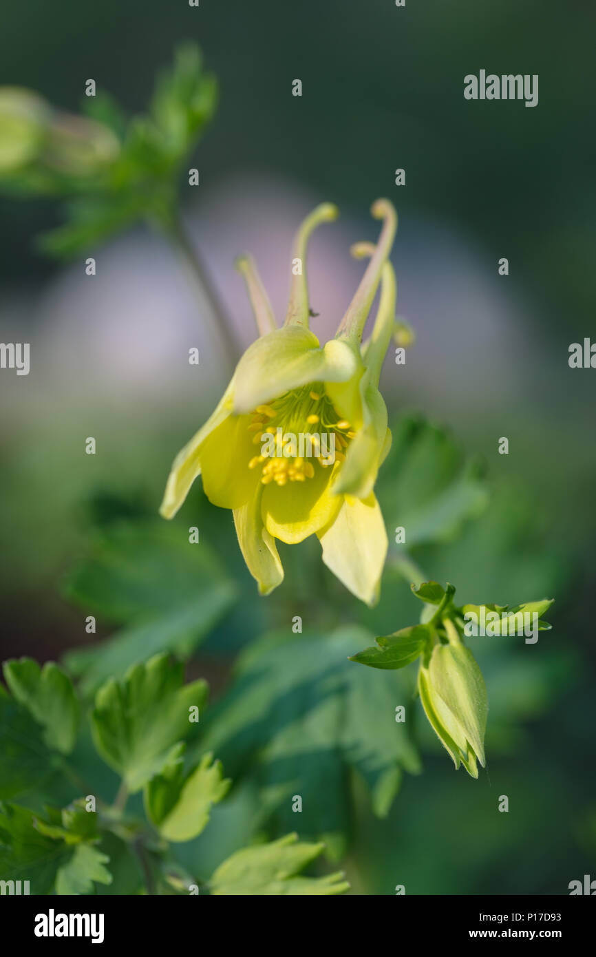 Mckanas giant columbine hi-res stock photography and images - Alamy