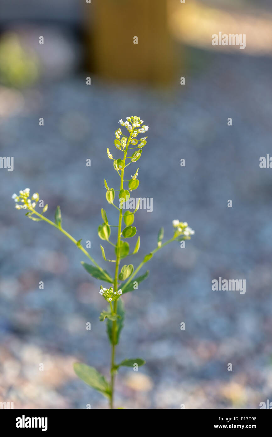Pennycress hi-res stock photography and images - Alamy