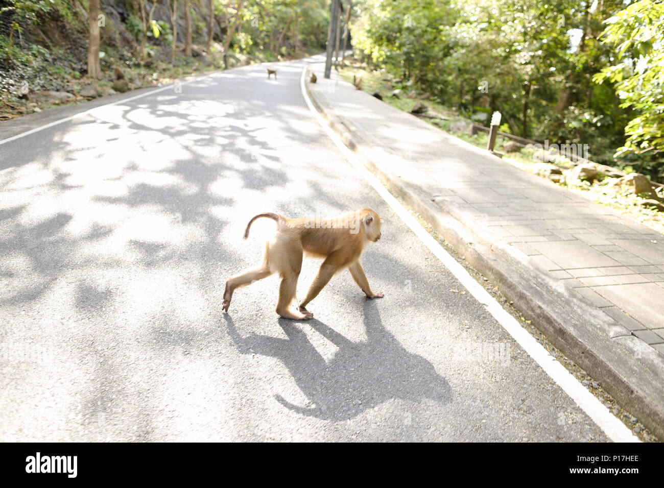 Monkey running on road in sun rays Stock Photo - Alamy