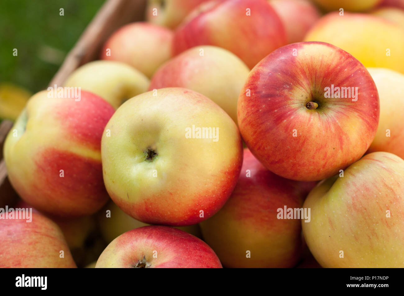 Pile of ripe yellow and red ripe apples Stock Photo - Alamy