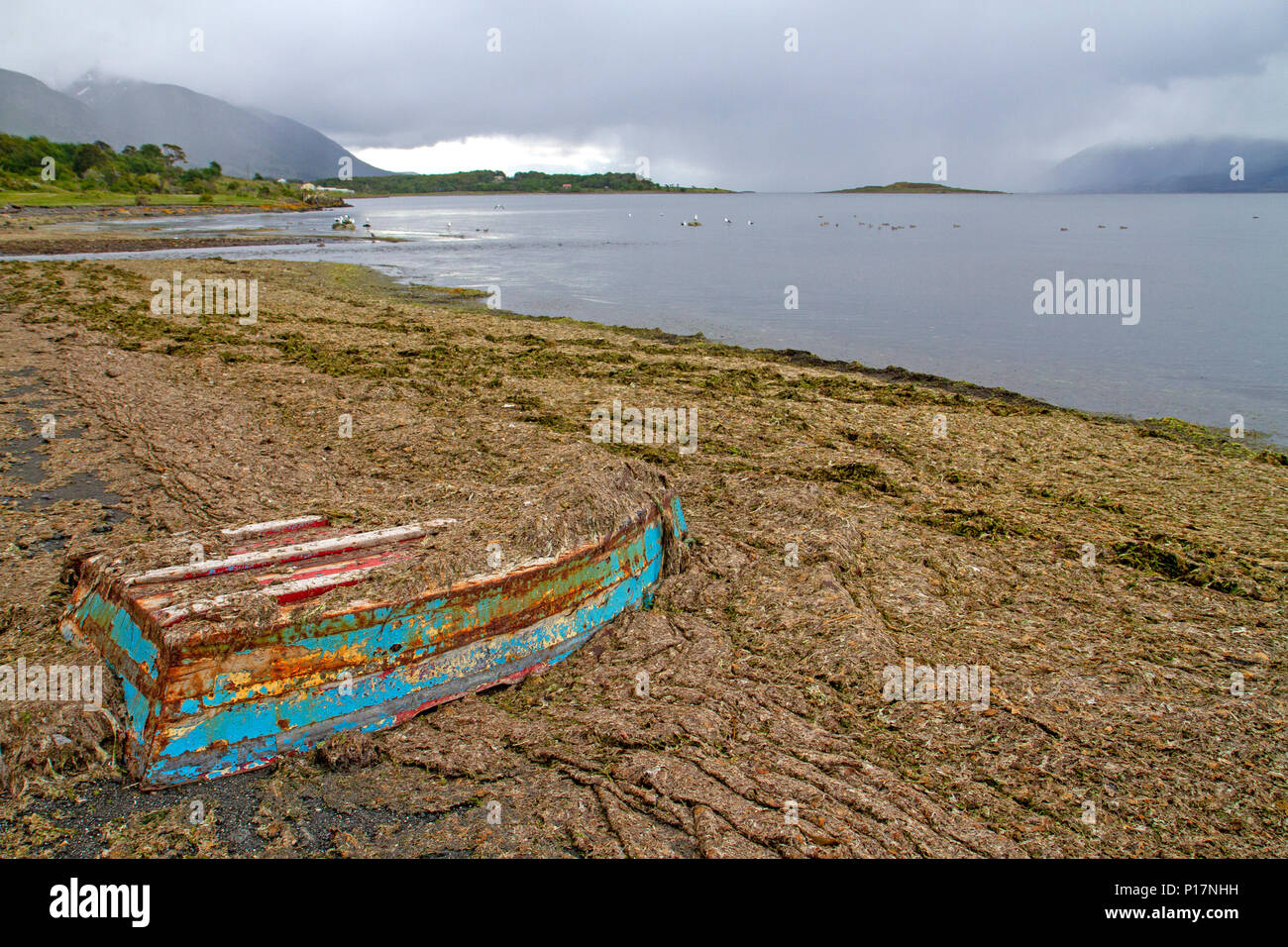 Boat buried in seaweed on the shores of Isla Navarino Stock Photo - Alamy
