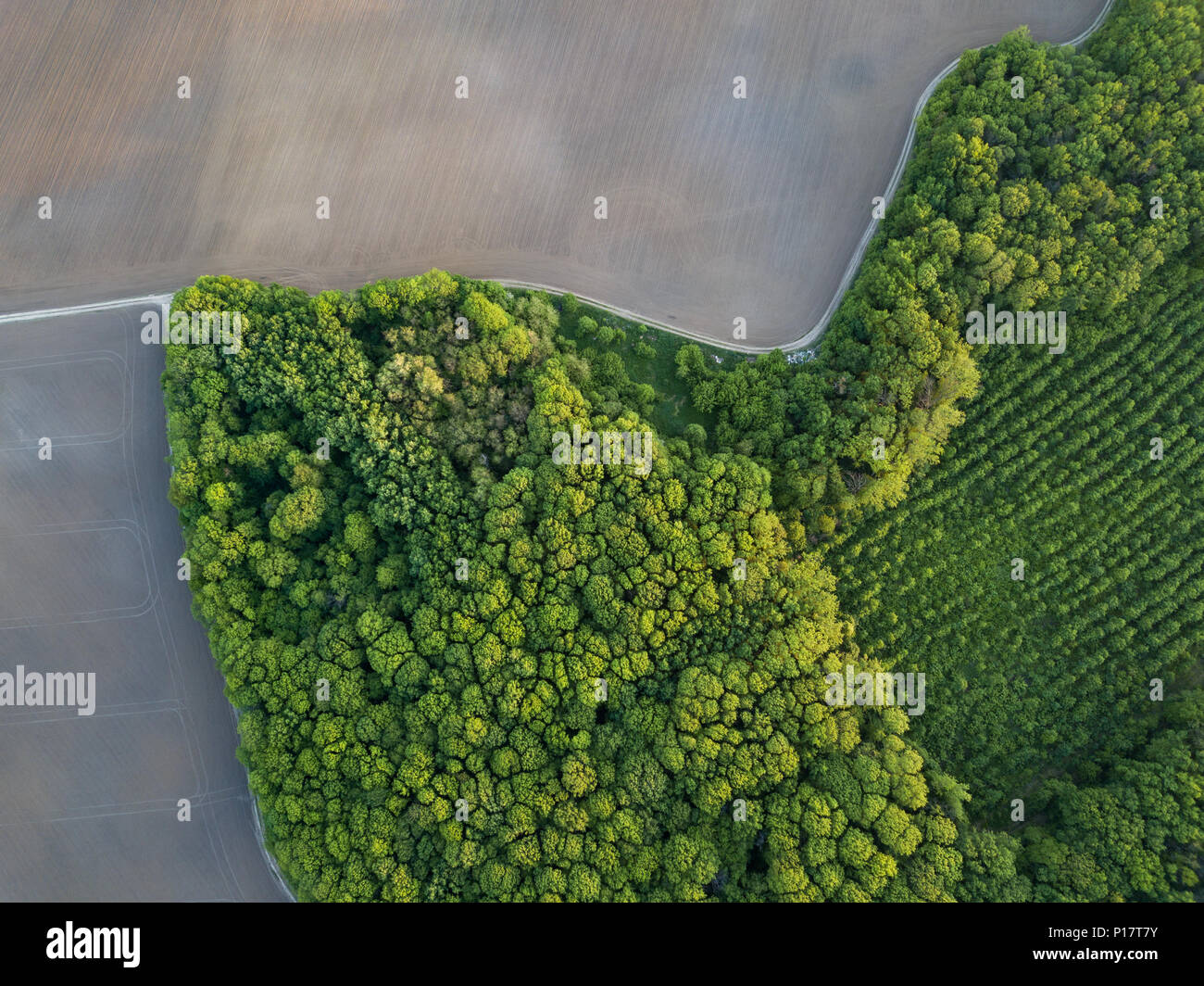 Aerial view tree nursery hi-res stock photography and images - Alamy