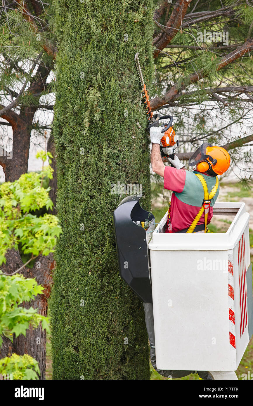 Equiped worker pruning a tree on a crane. Gardening works Stock Photo ...
