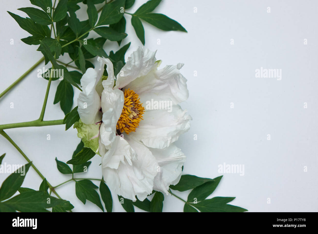 Beautiful white peonies isolated on white background with green leaves ...