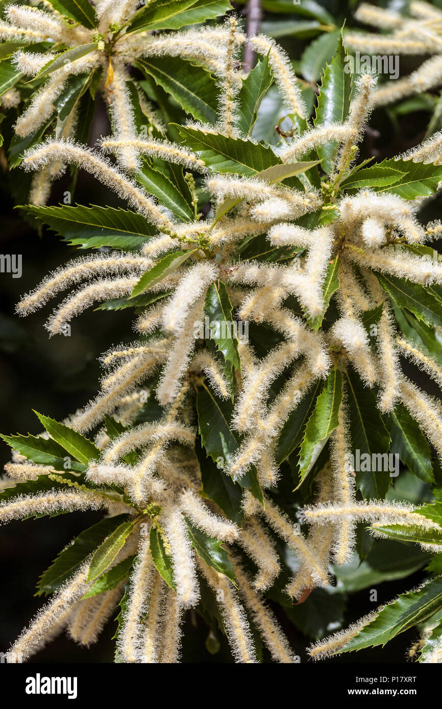 Castanea sativa, Sweet chestnut tree, flowers in bloom Stock Photo - Alamy