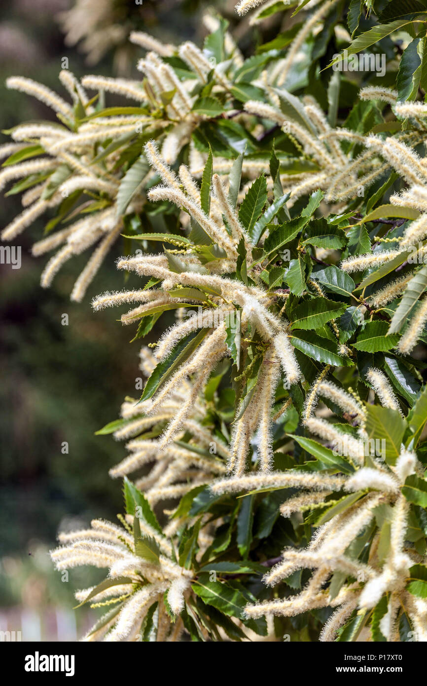Castanea sativa blossom hi-res stock photography and images - Alamy
