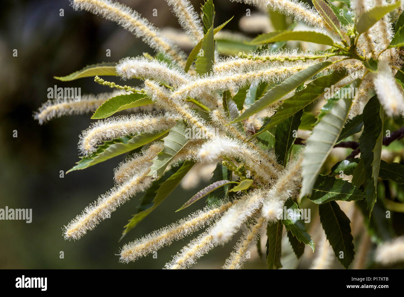 Sweet chestnut blossoms hi-res stock photography and images - Alamy
