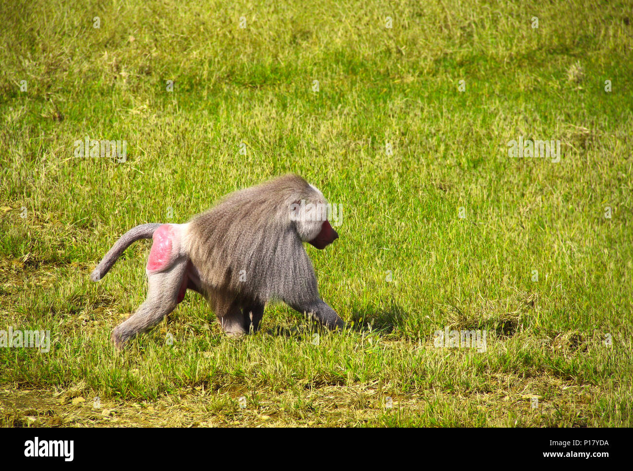Male monkey hamadryad (Papio hamadryas, genus of baboons) walking on ...