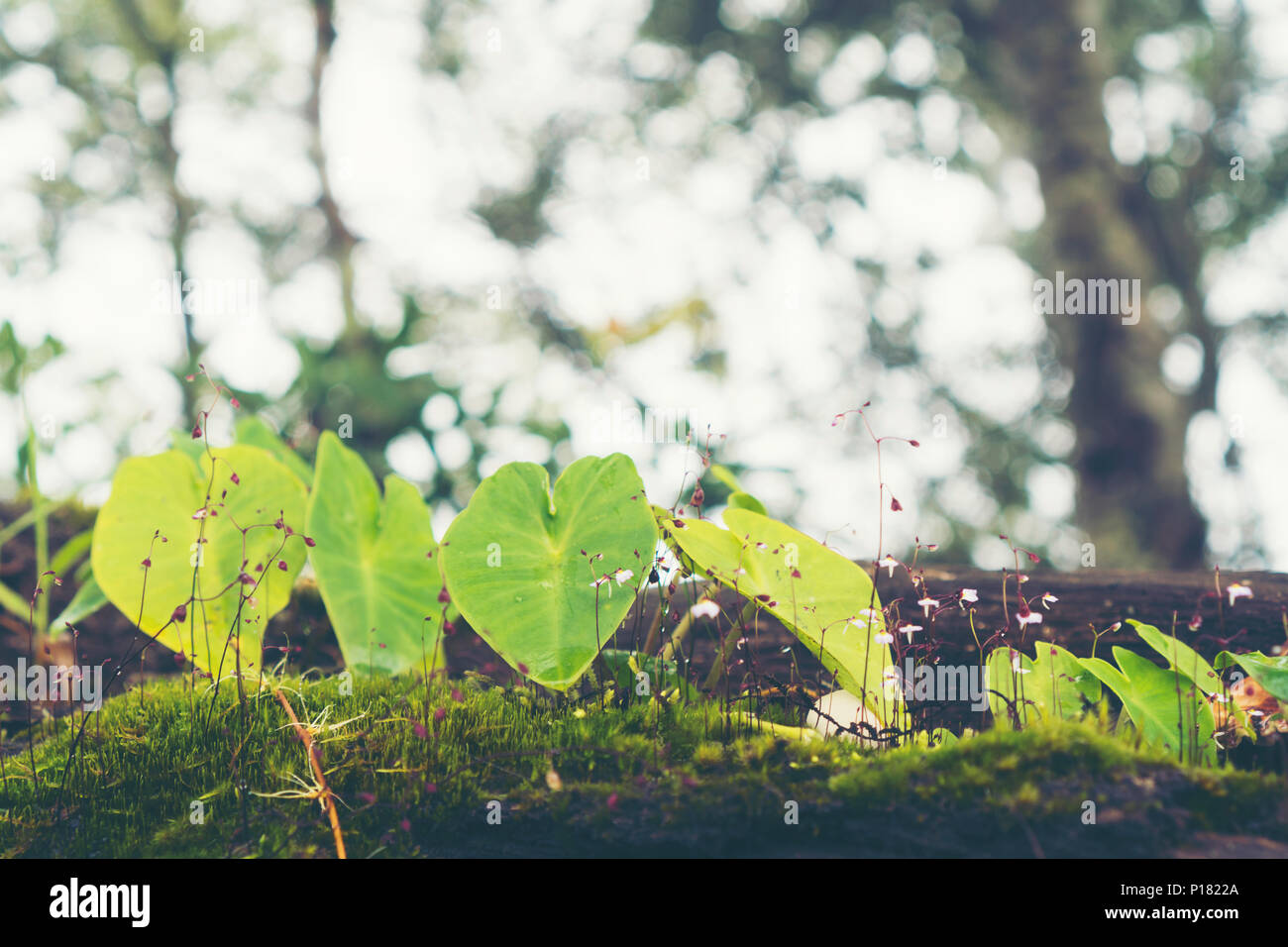 The image of abundant natural resources. In the World Heritage Site ...