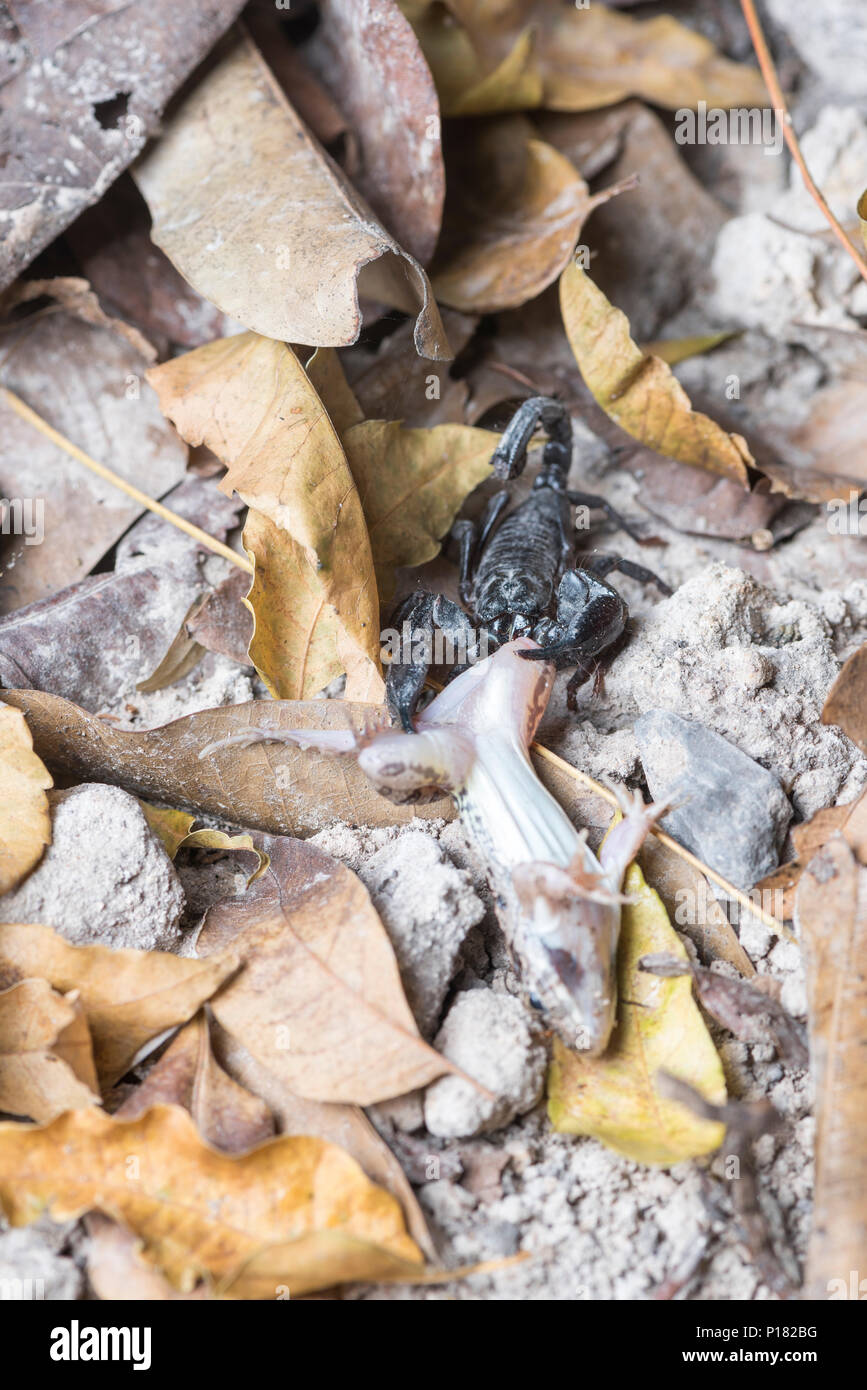 Scorpion eating frog Stock Photo - Alamy