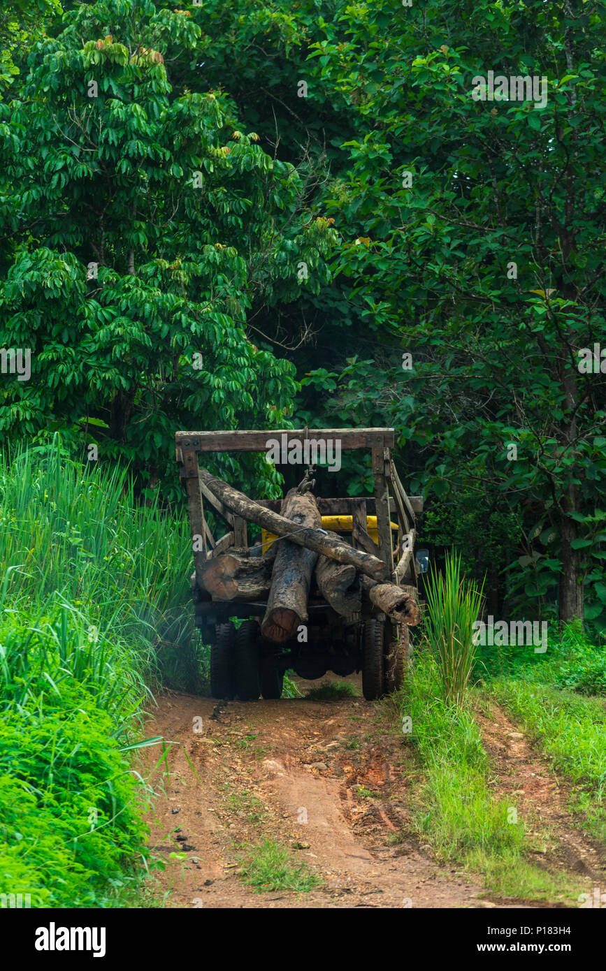 Trucks for the forestry industry Stock Photo - Alamy