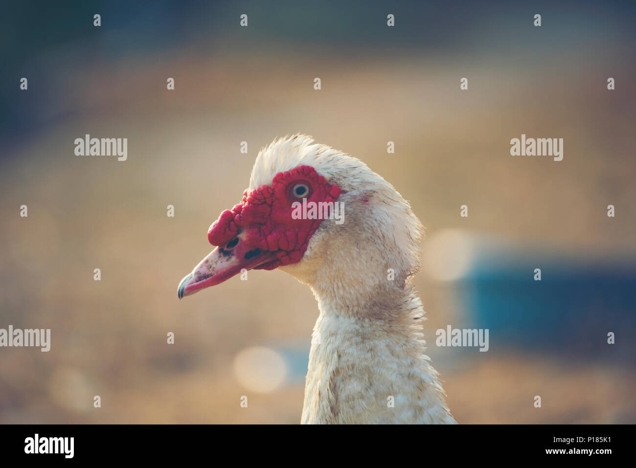 white duck in farm Stock Photo - Alamy