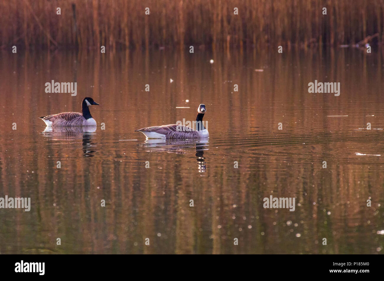 Geese Species High Resolution Stock Photography and Images - Alamy