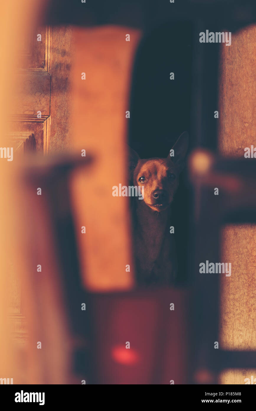 Brown dog is making a puzzled face Stock Photo - Alamy