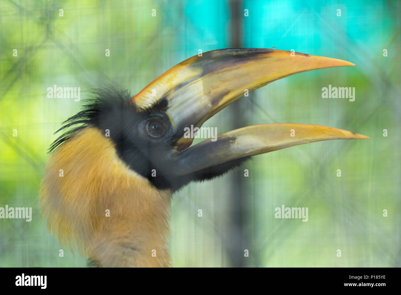 Great hornbill in the cage Stock Photo - Alamy