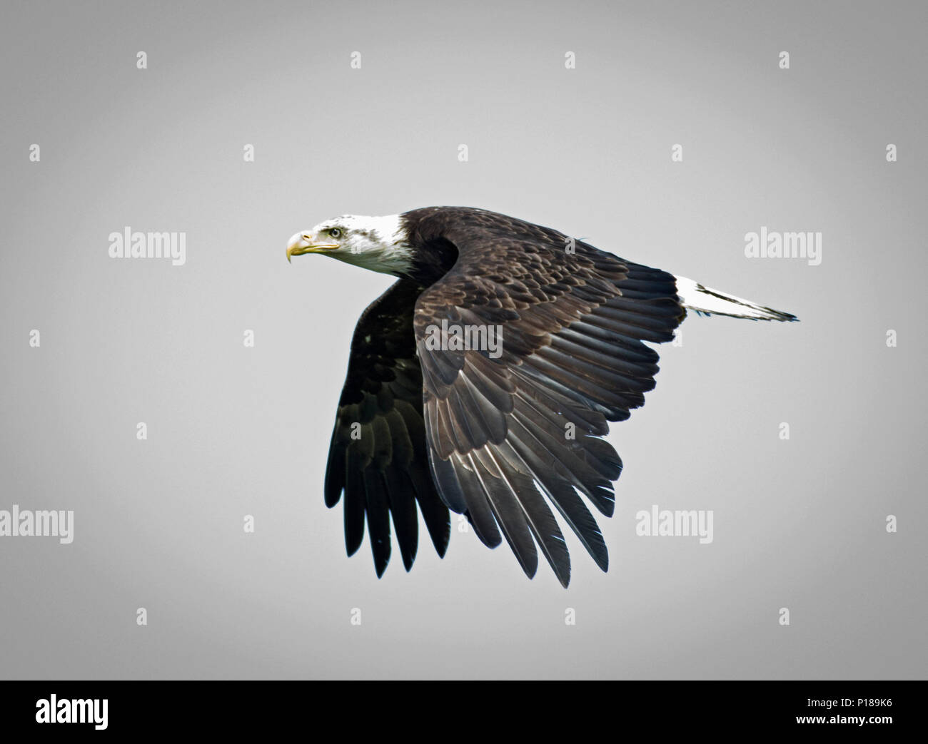 Bald eagle talons close up hi-res stock photography and images - Alamy