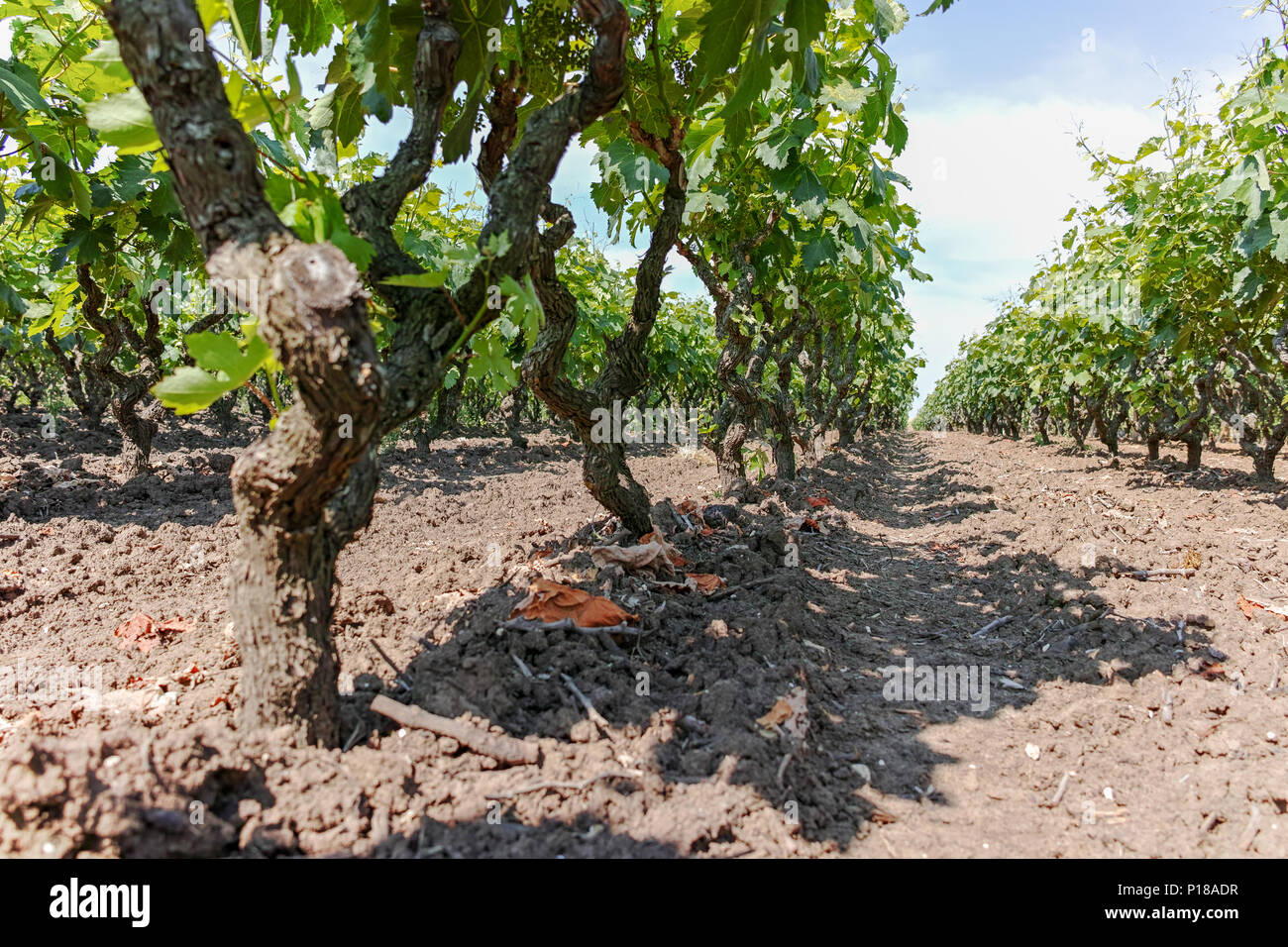 Old traditional alberello vineyards with rows of primitivo wine grapes ...